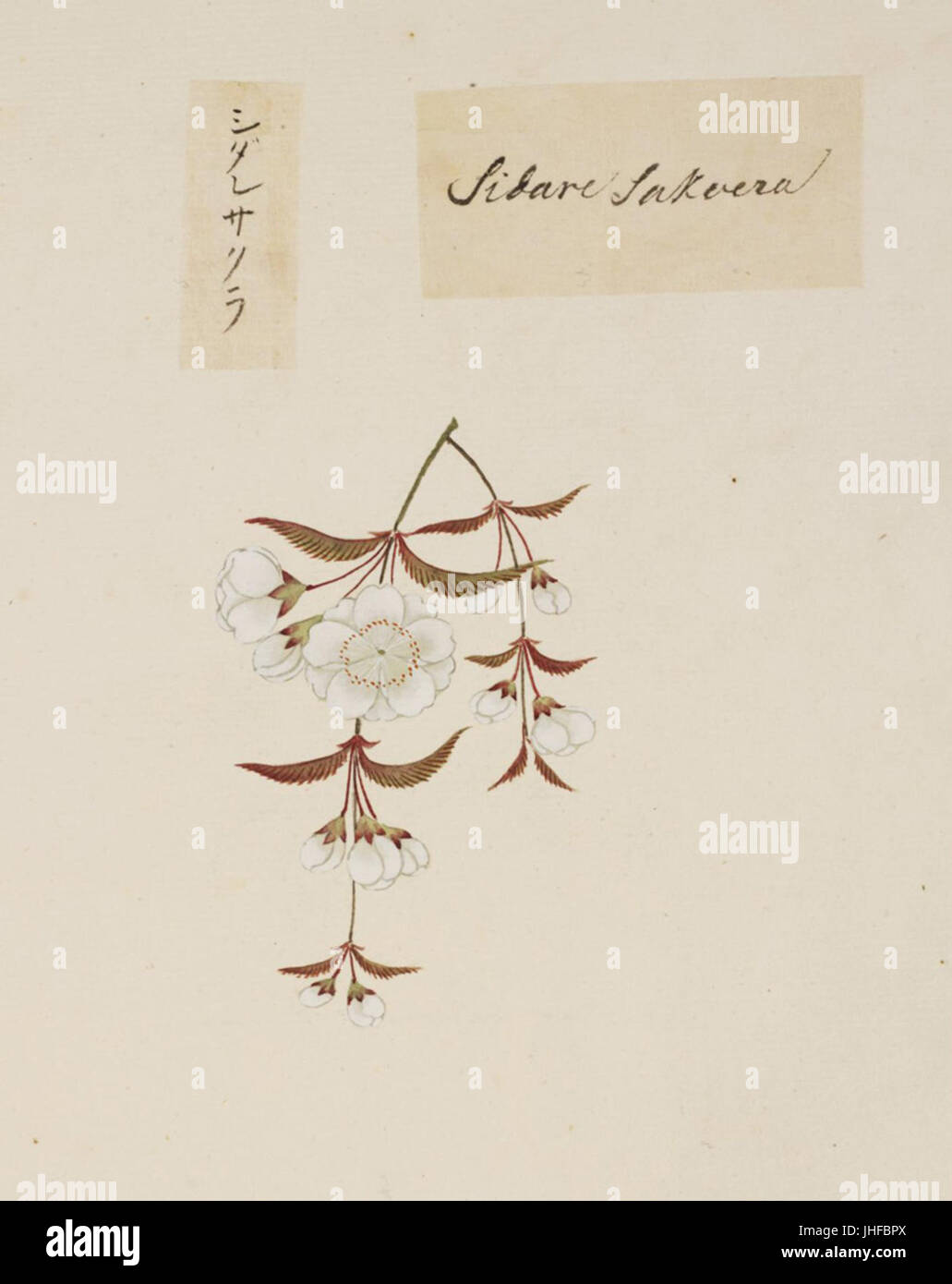 Naturalis Biodiversity Center - RMNH.ART.850 - Prunus pendula ...