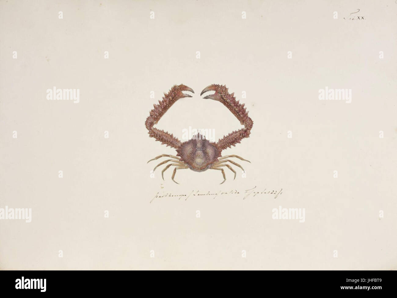 Parthénope hi-res stock photography and images - Alamy