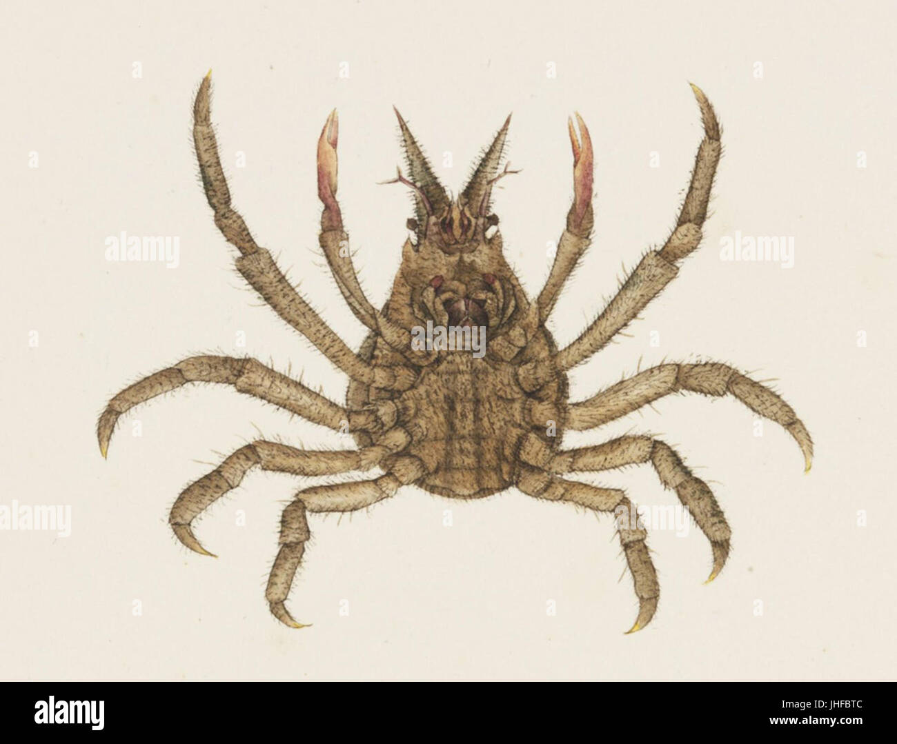 Naturalis Biodiversity Center - RMNH.ART.883 - Hyastenus diacanthus ...