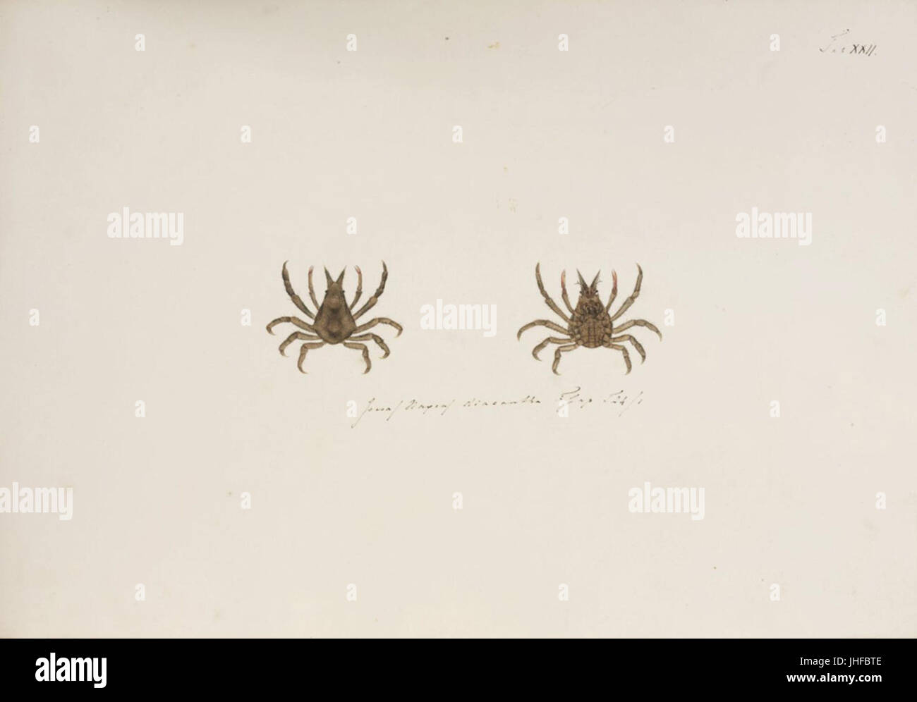 Naturalis Biodiversity Center - RMNH.ART.884 - Hyastenus diacanthus ...