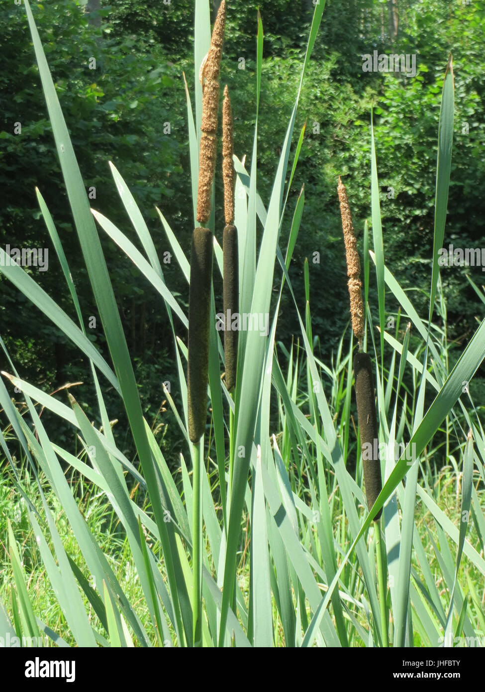 Typha latifolia illustration hi-res stock photography and images - Alamy