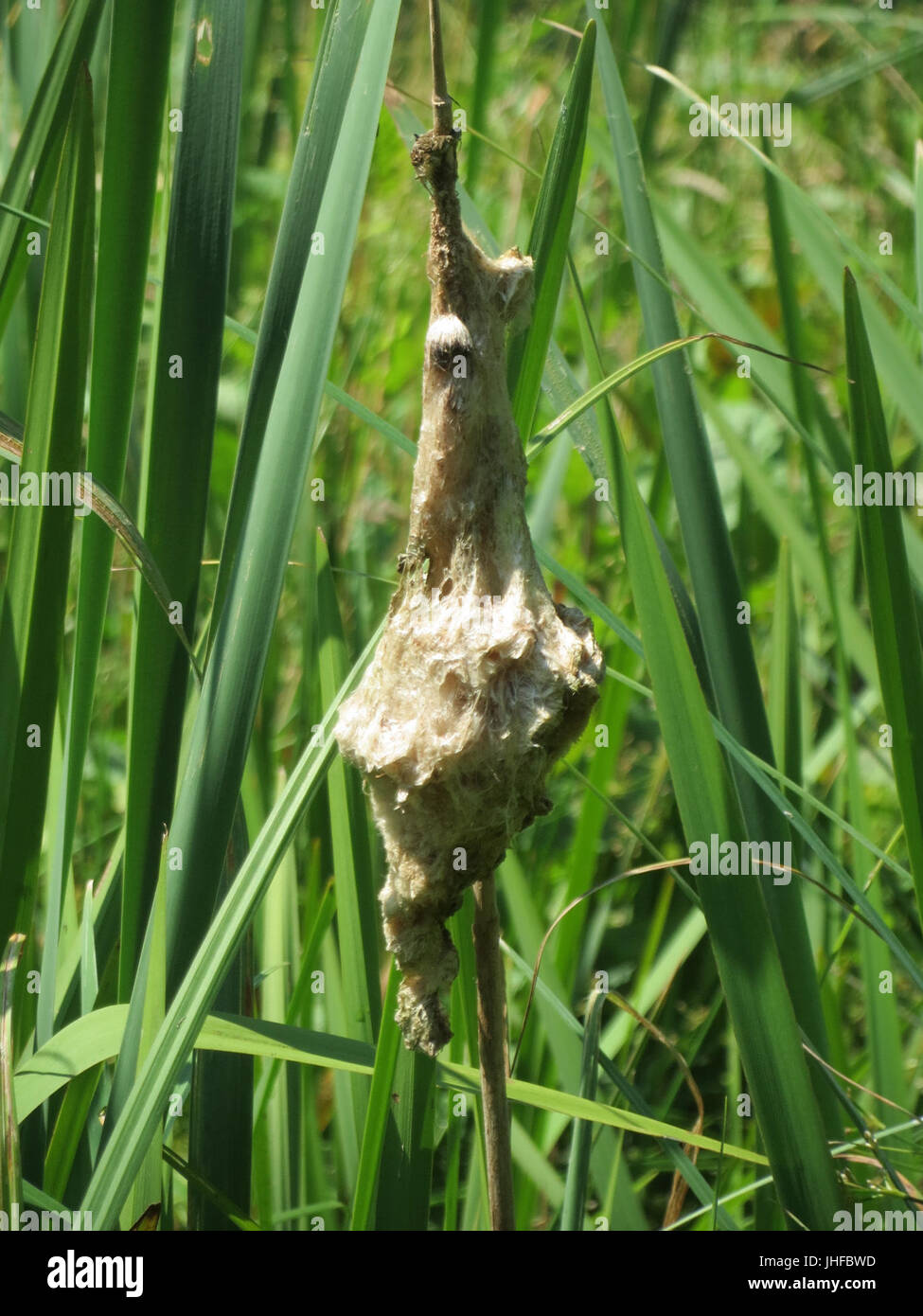 Typha latifolia illustration hi-res stock photography and images - Alamy