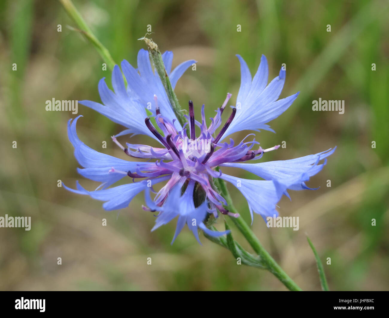 Cornflower centaurea cyanus plant hi-res stock photography and images ...