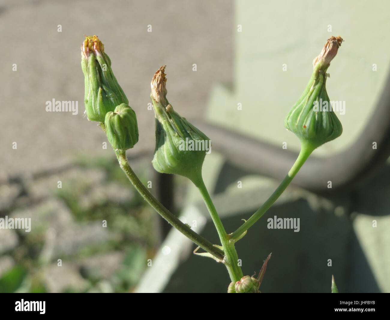 Plant species sonchus asper hi-res stock photography and images - Alamy