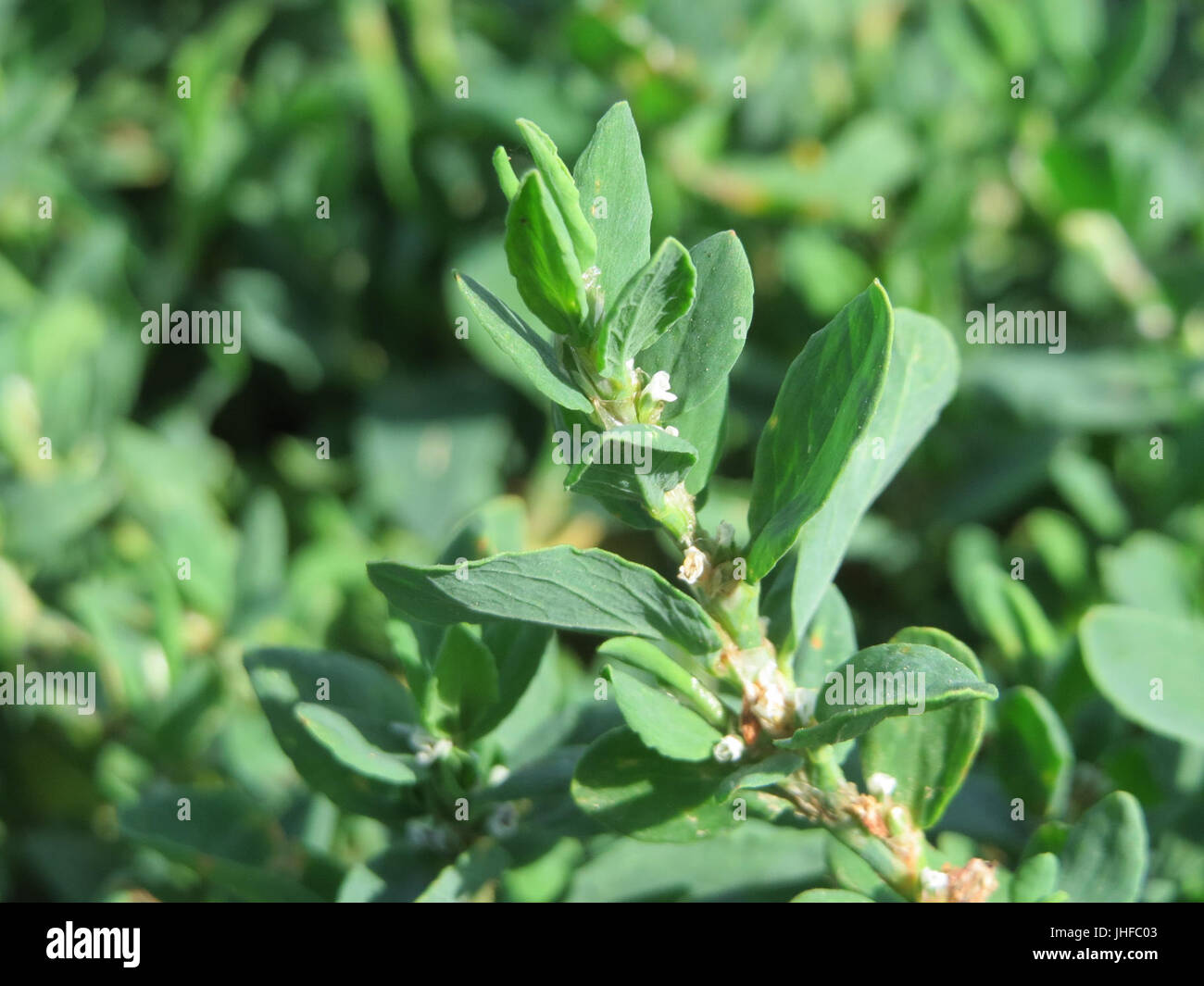 Plant polygonum aviculare hi-res stock photography and images - Alamy