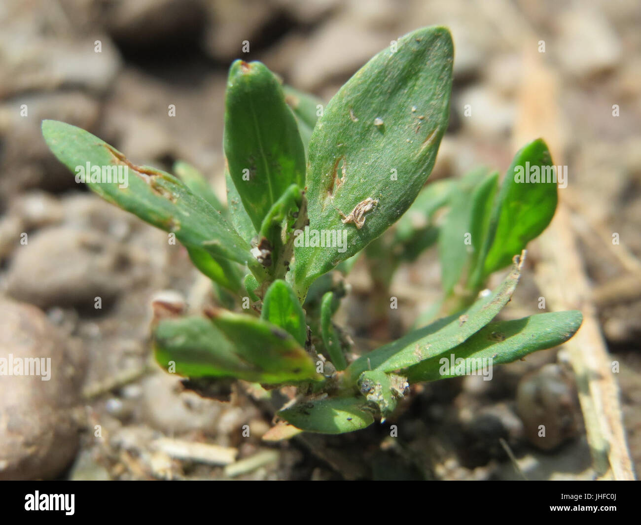 Common knotweed plant polygonum hi-res stock photography and images - Alamy