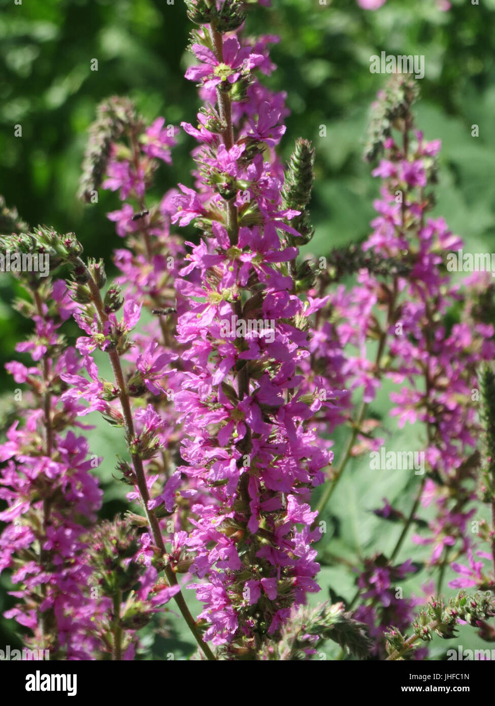 Lythrum salicaria, also known as purple loosestrife, is a perennial ...