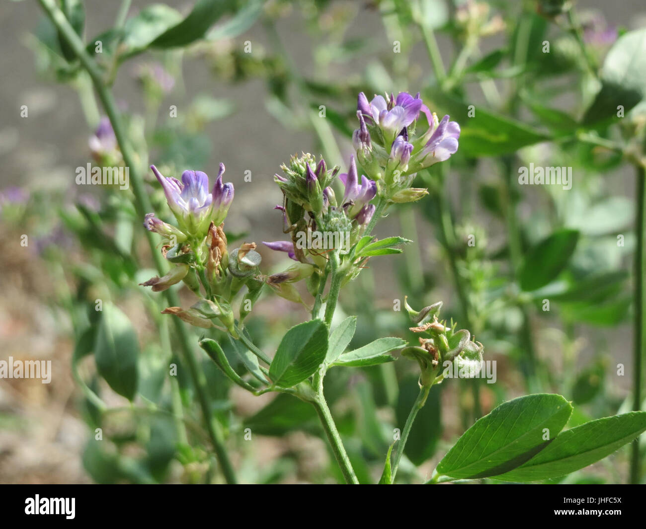 Protein rich forage hi-res stock photography and images - Alamy