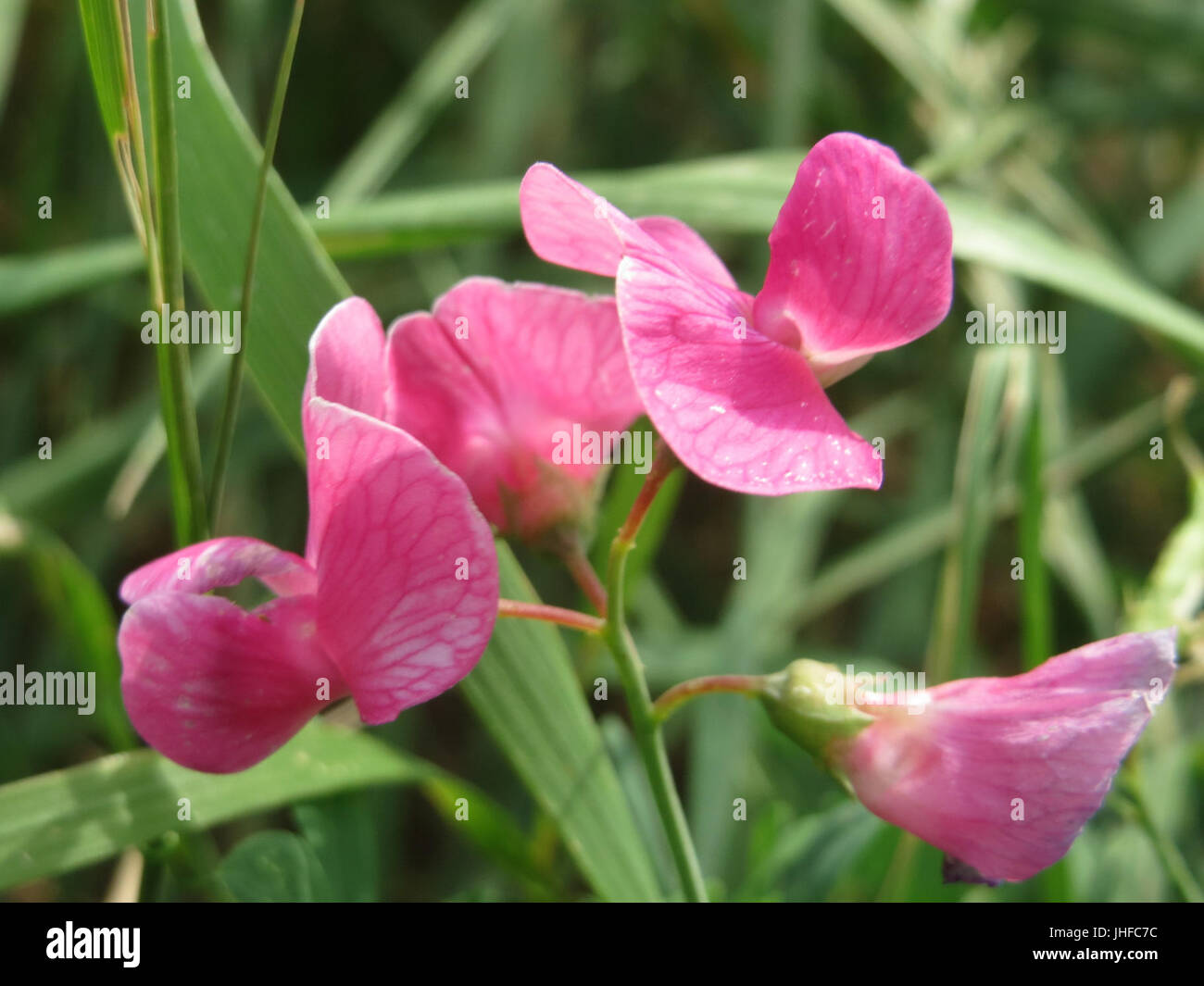 Tuberous pea plant hi-res stock photography and images - Alamy