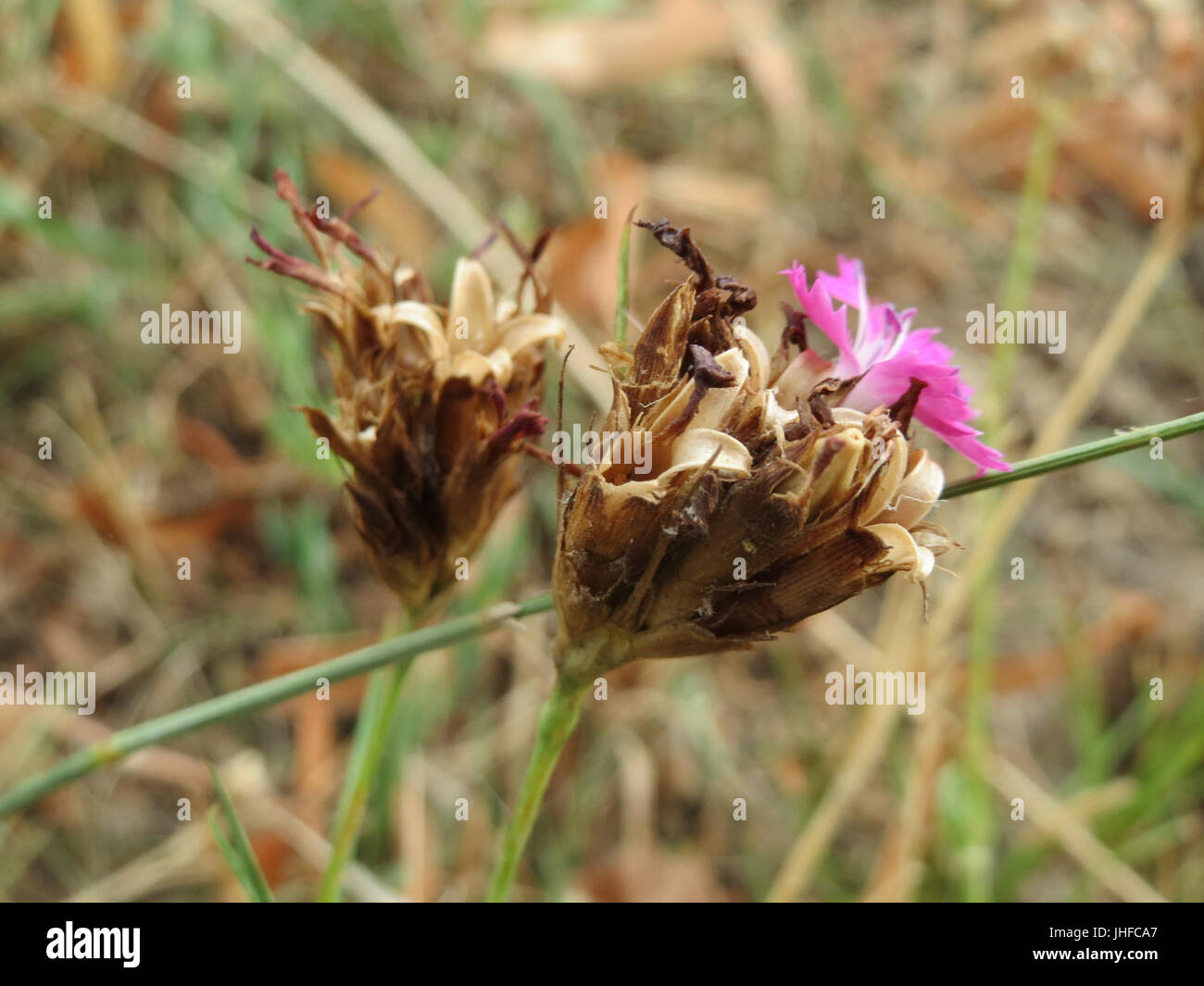 Genus dianthus hi-res stock photography and images - Alamy