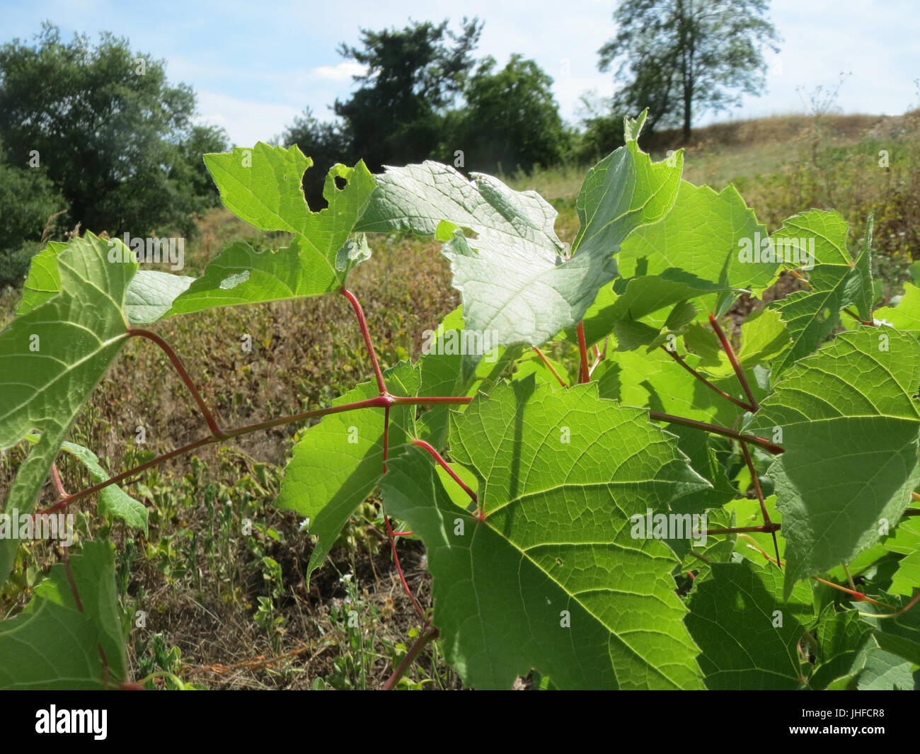 Botany grapes vine grapevine hi-res stock photography and images - Alamy