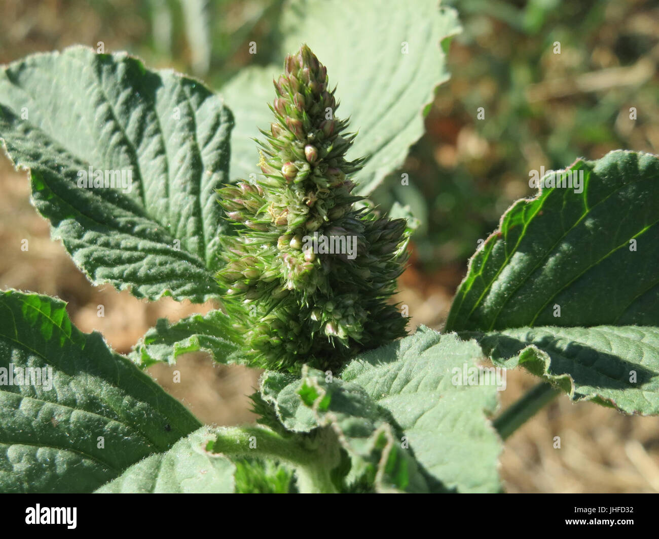 Plant species amaranthus retroflexus hi-res stock photography and ...