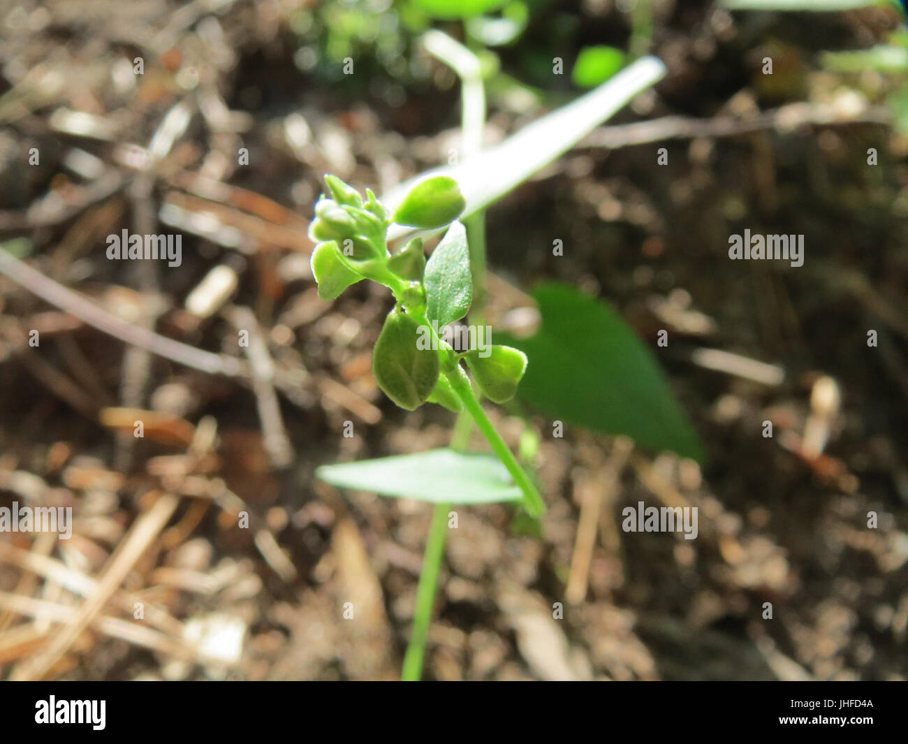 Twining stems hi-res stock photography and images - Alamy