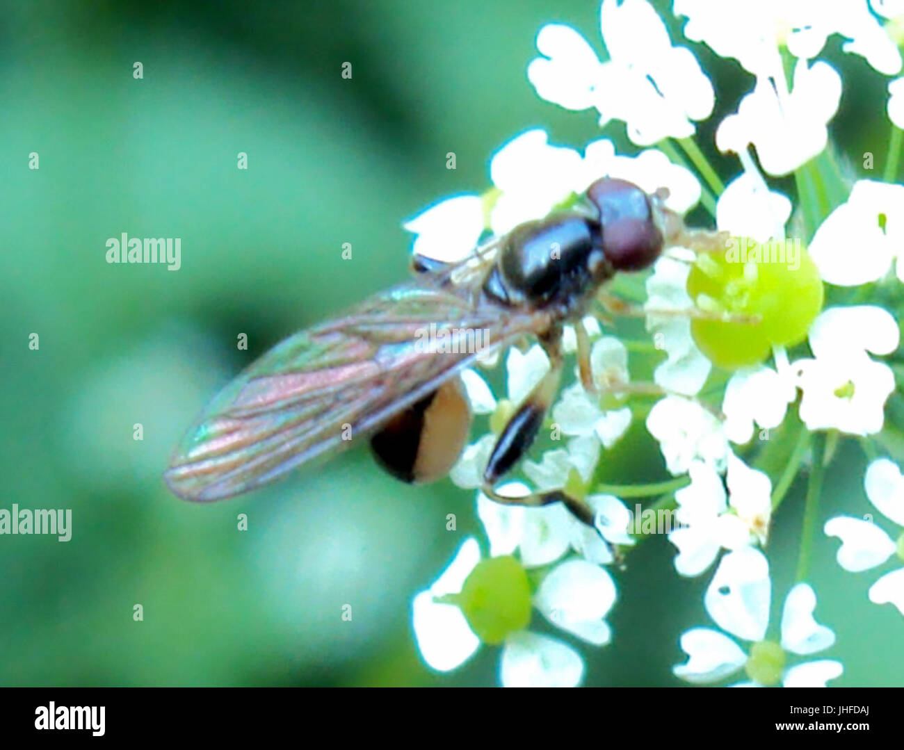 Pkl hi-res stock photography and images - Alamy