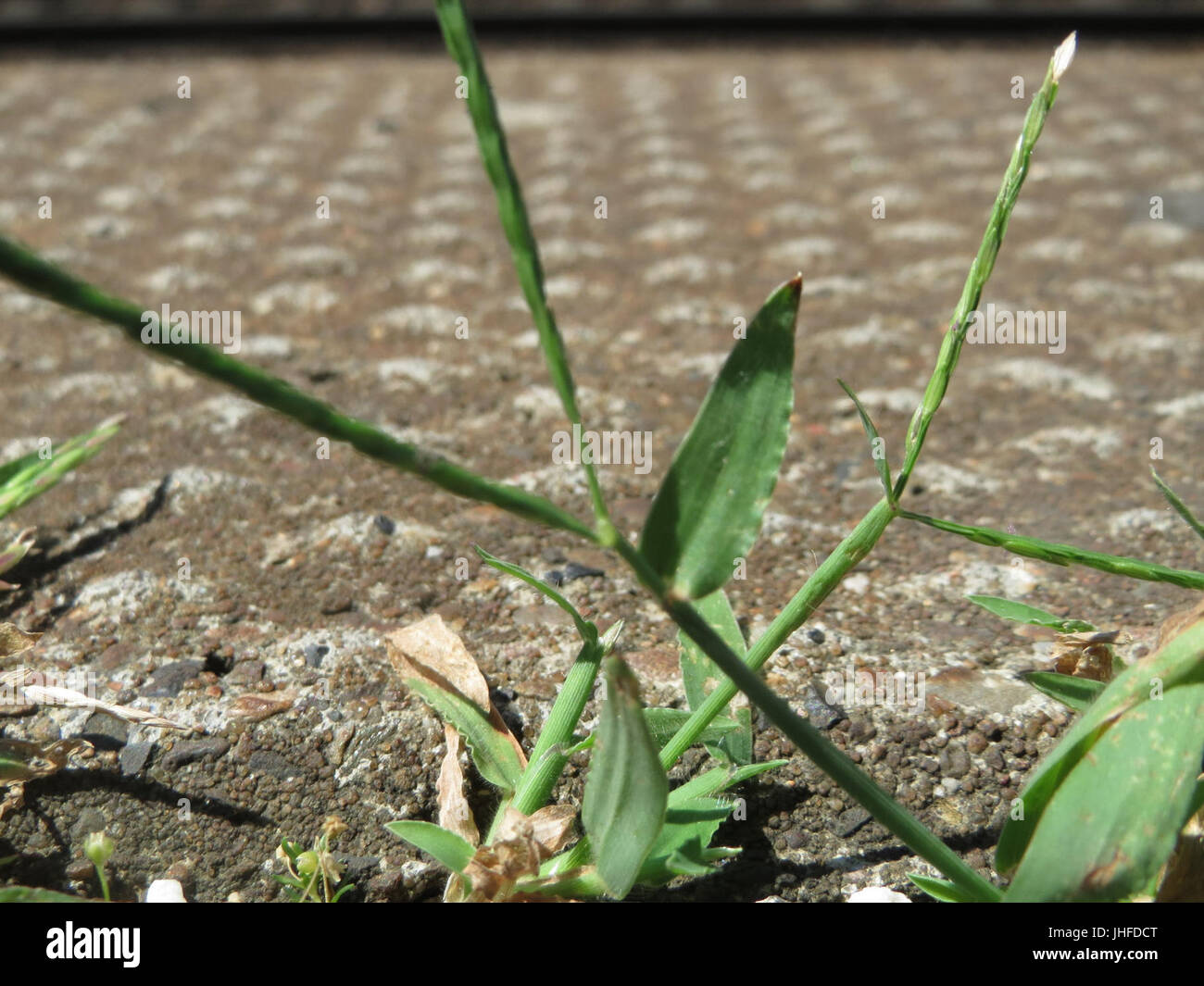 Digitaria sanguinalis hi-res stock photography and images - Alamy