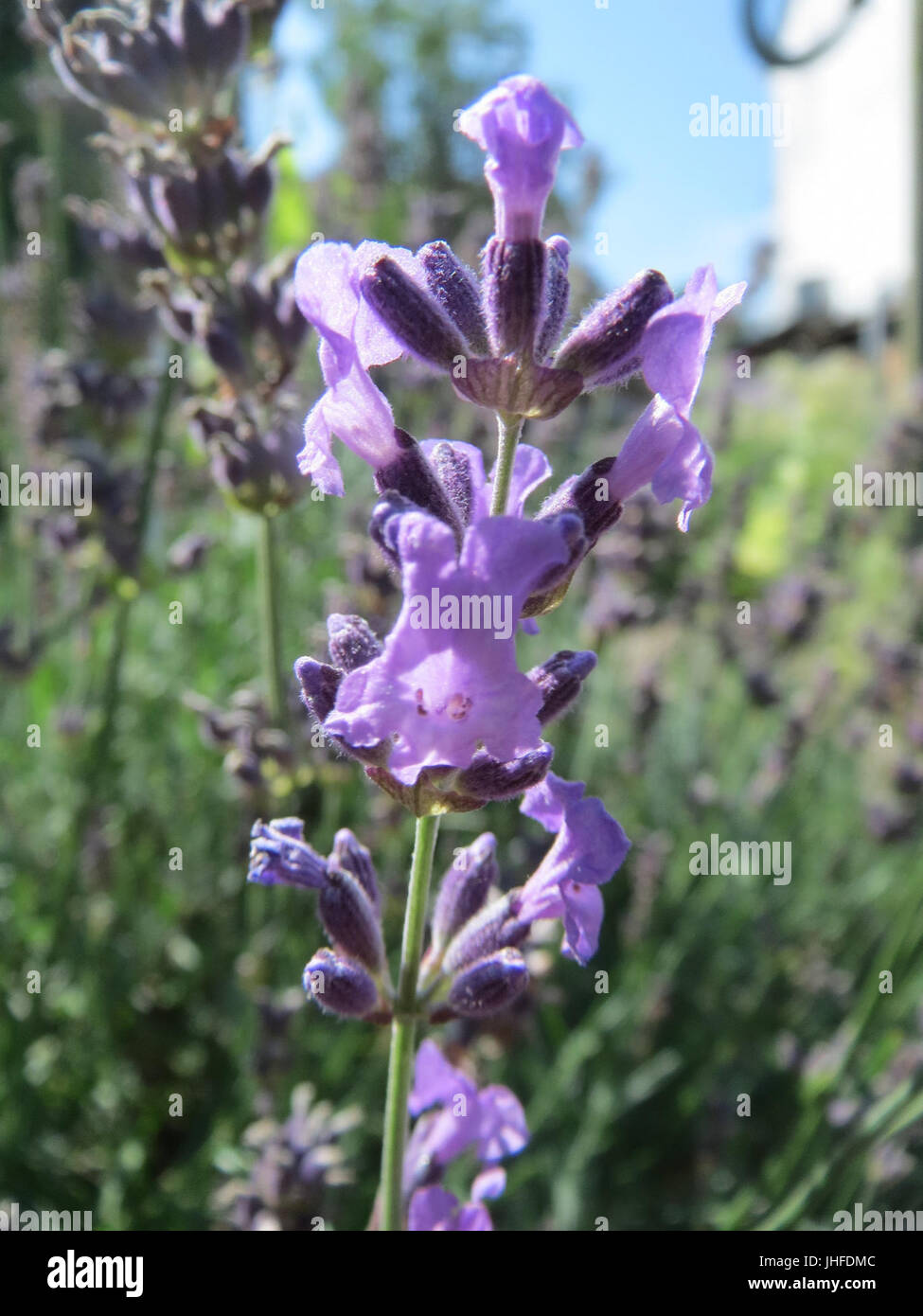 Lavandula angustifolia, commonly known as lavender, is a species of ...