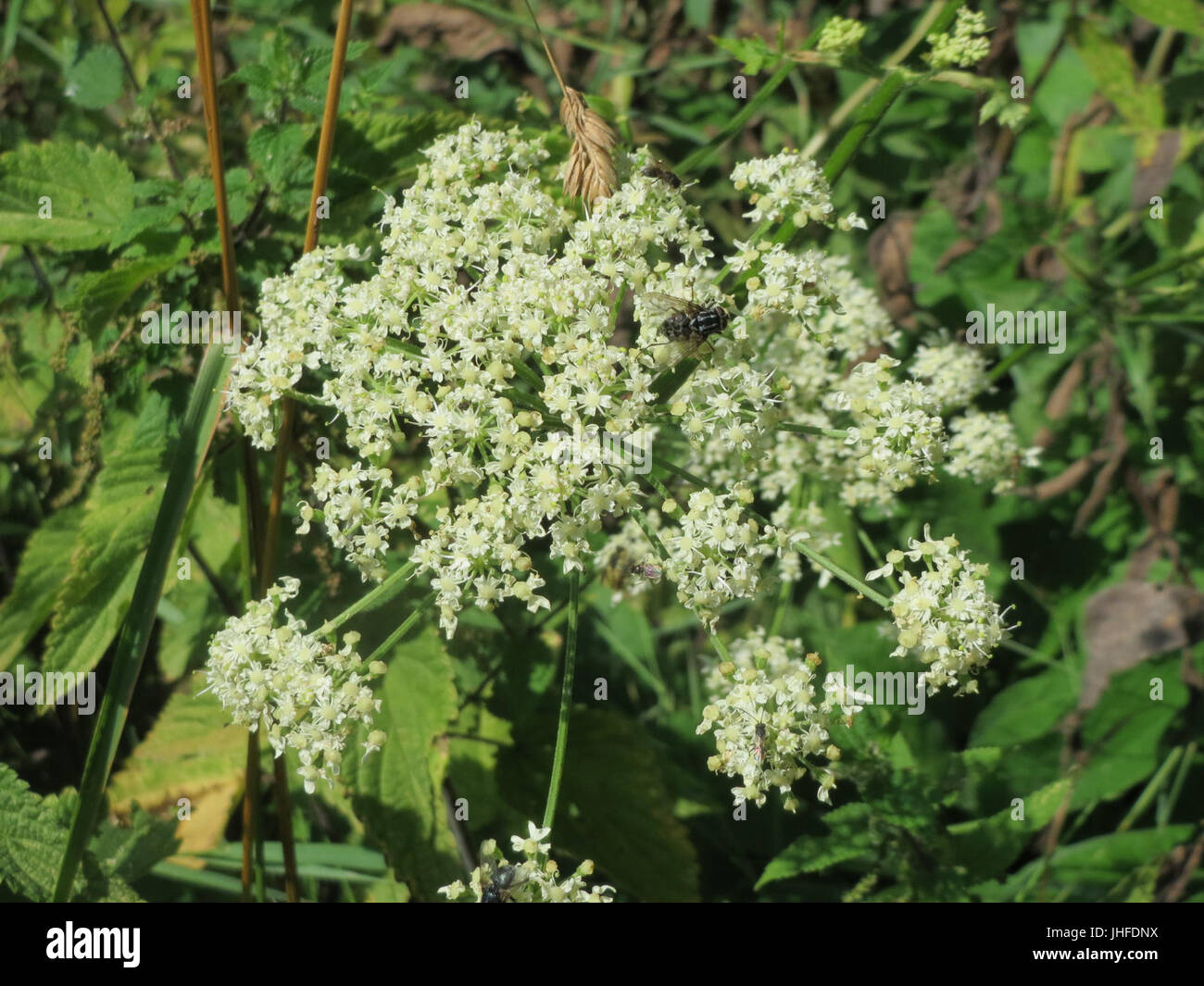 Cow parsnip root hi-res stock photography and images - Alamy