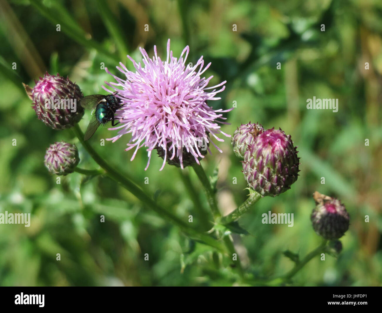 Invasive root system hi-res stock photography and images - Alamy