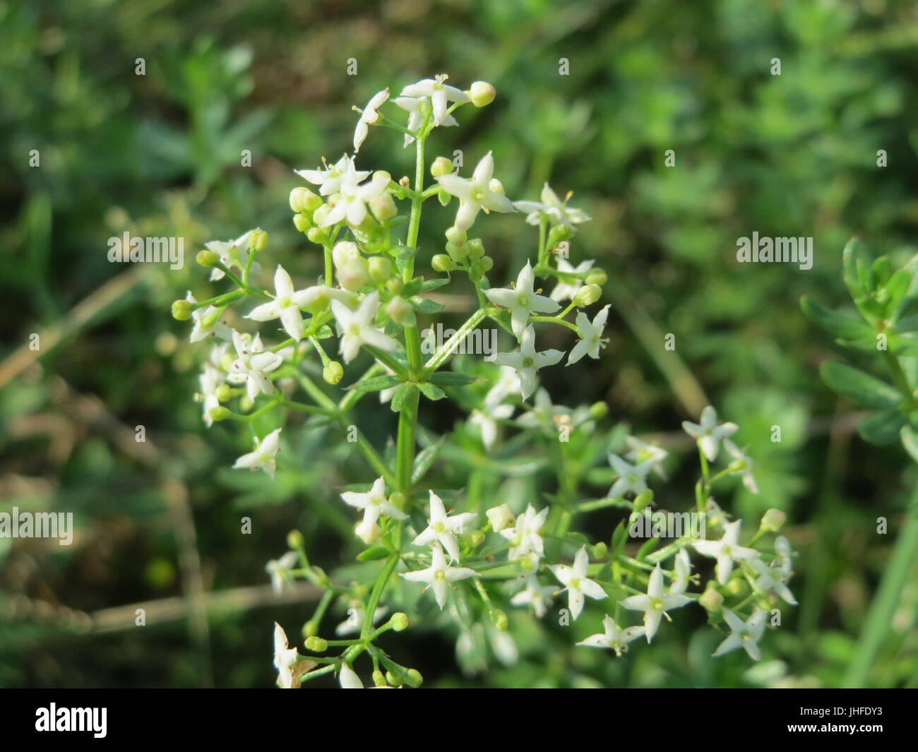 Genus galium hi-res stock photography and images - Alamy