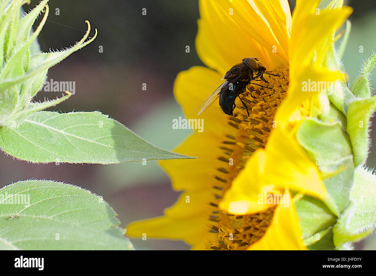 Just doing my job hi-res stock photography and images - Alamy