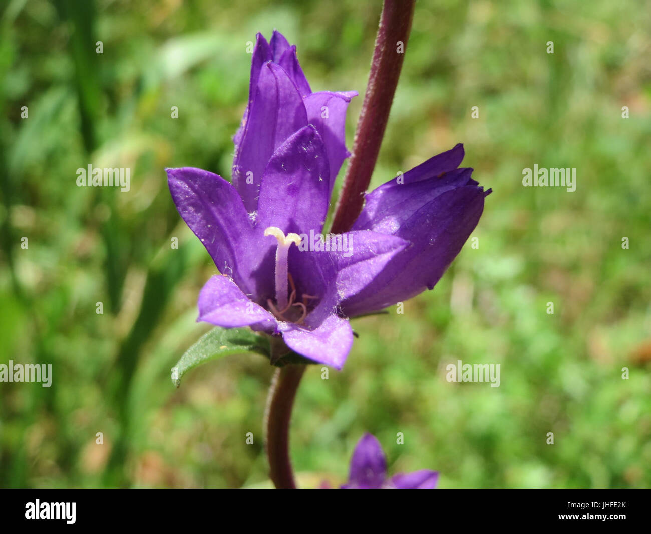 Campanula glomerata clustered bellflower hi-res stock photography and ...