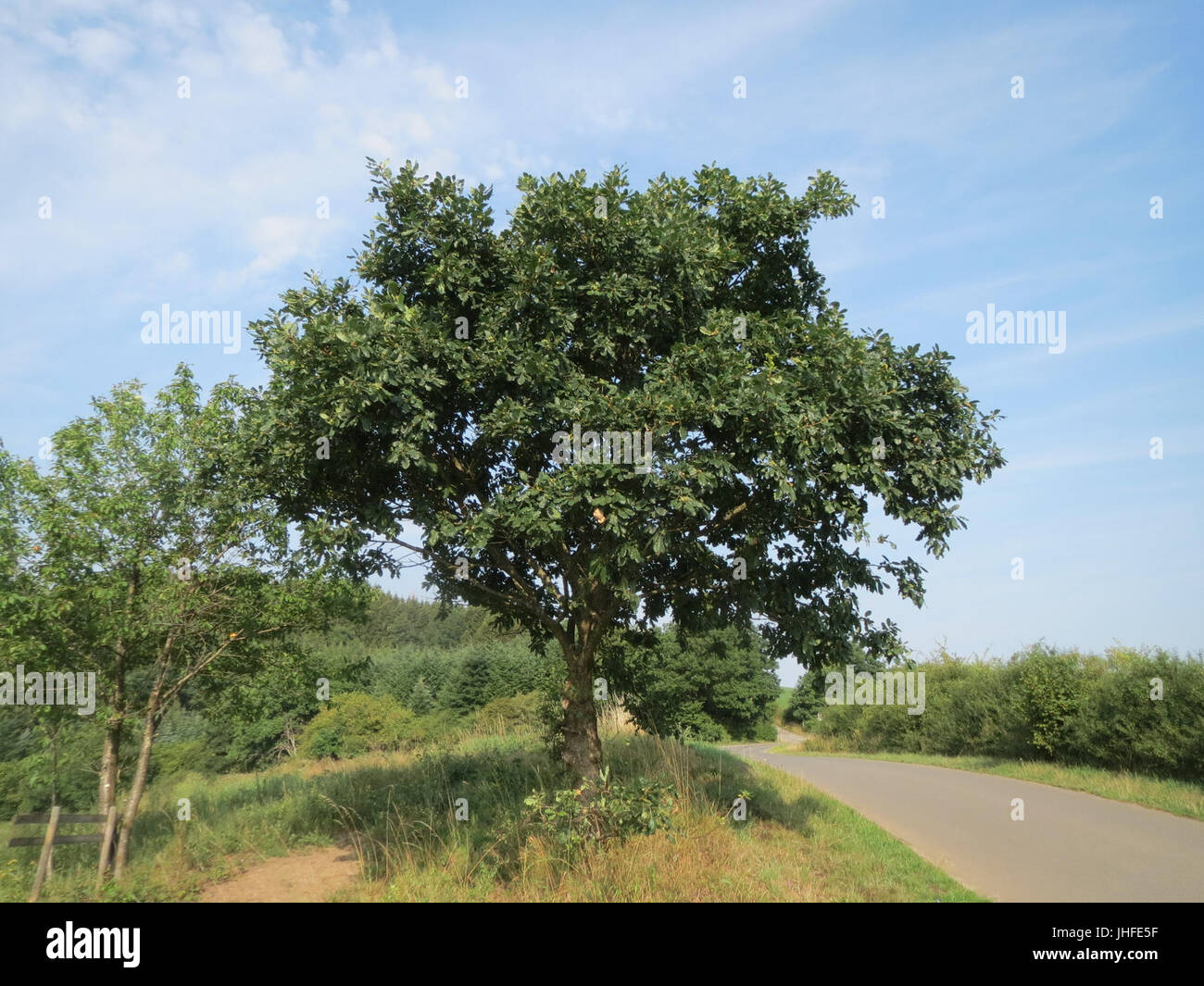 Sessile oak quercus petraea bark hi-res stock photography and images ...