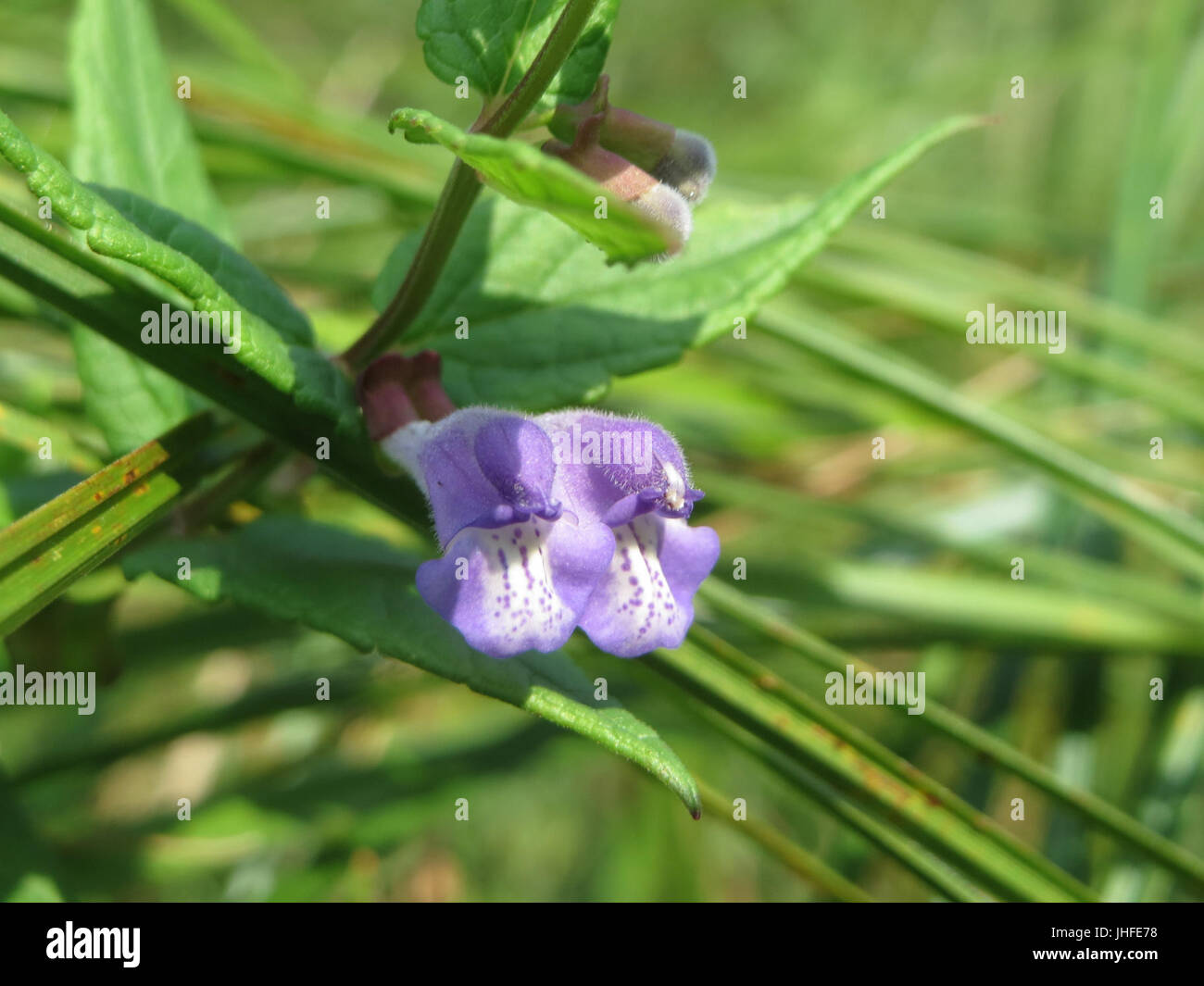 Medicinal plant scutellaria galericulata hi-res stock photography and ...
