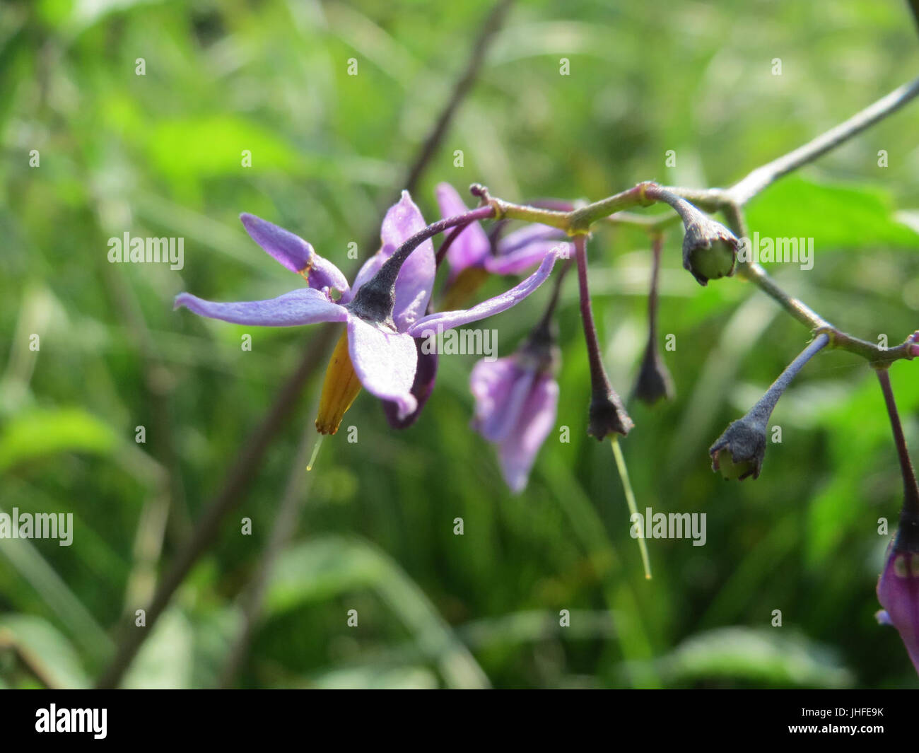 Solanum dulcamara medicinal plant hi-res stock photography and images ...