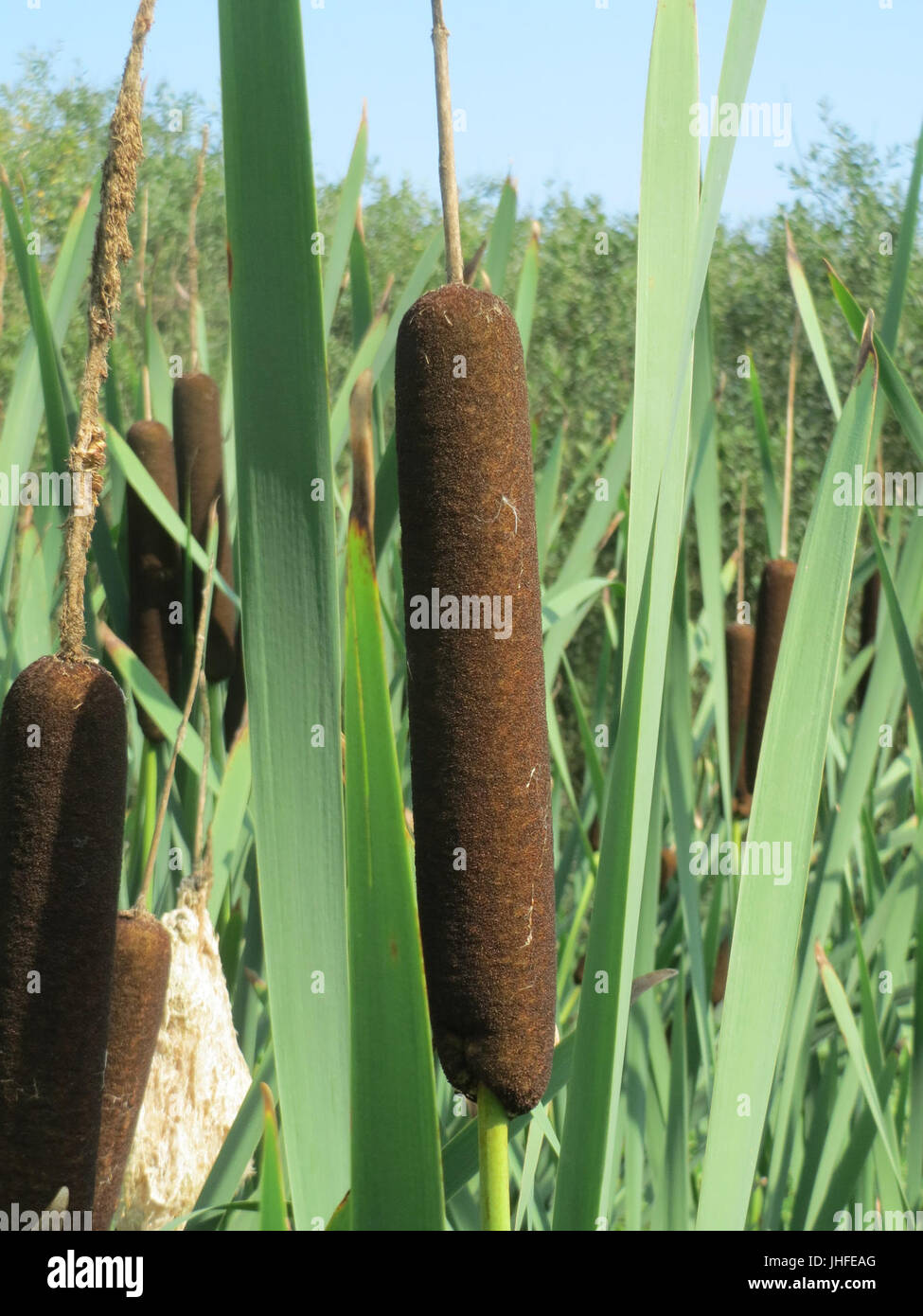 Typha latifolia broadleaf cattail hi-res stock photography and images ...