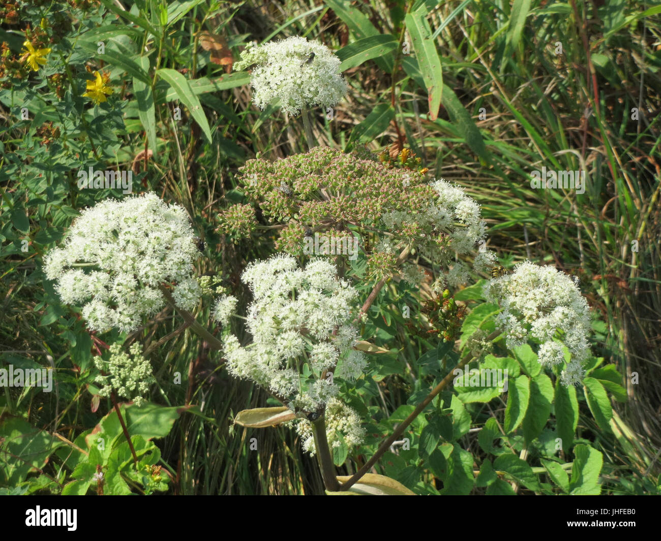 Angelica genus hi-res stock photography and images - Alamy