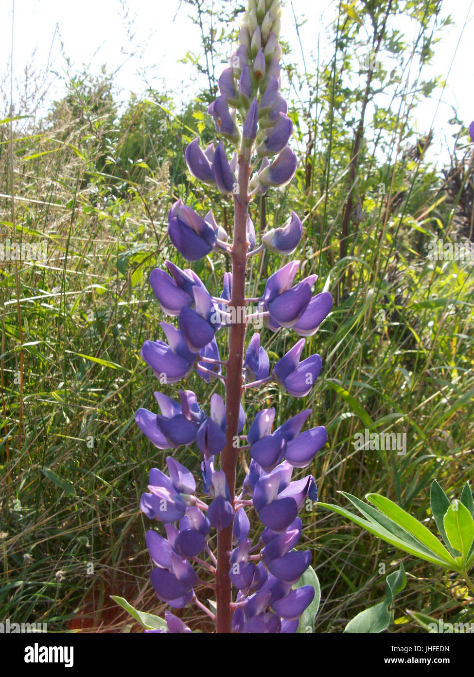Lupinus genus hi-res stock photography and images - Alamy