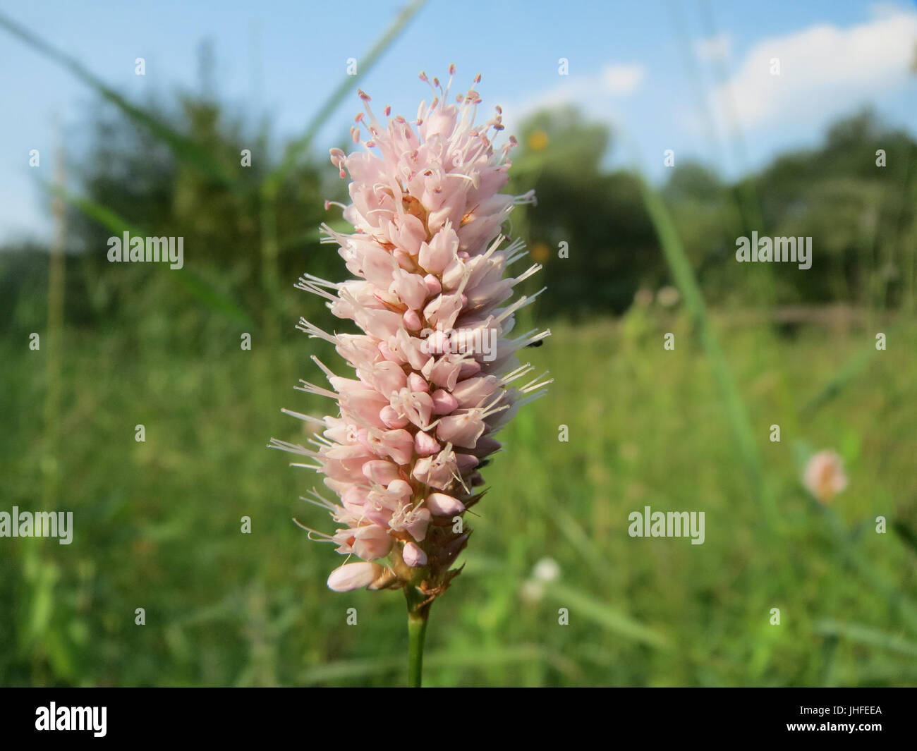 Amphibious plants hi-res stock photography and images - Alamy