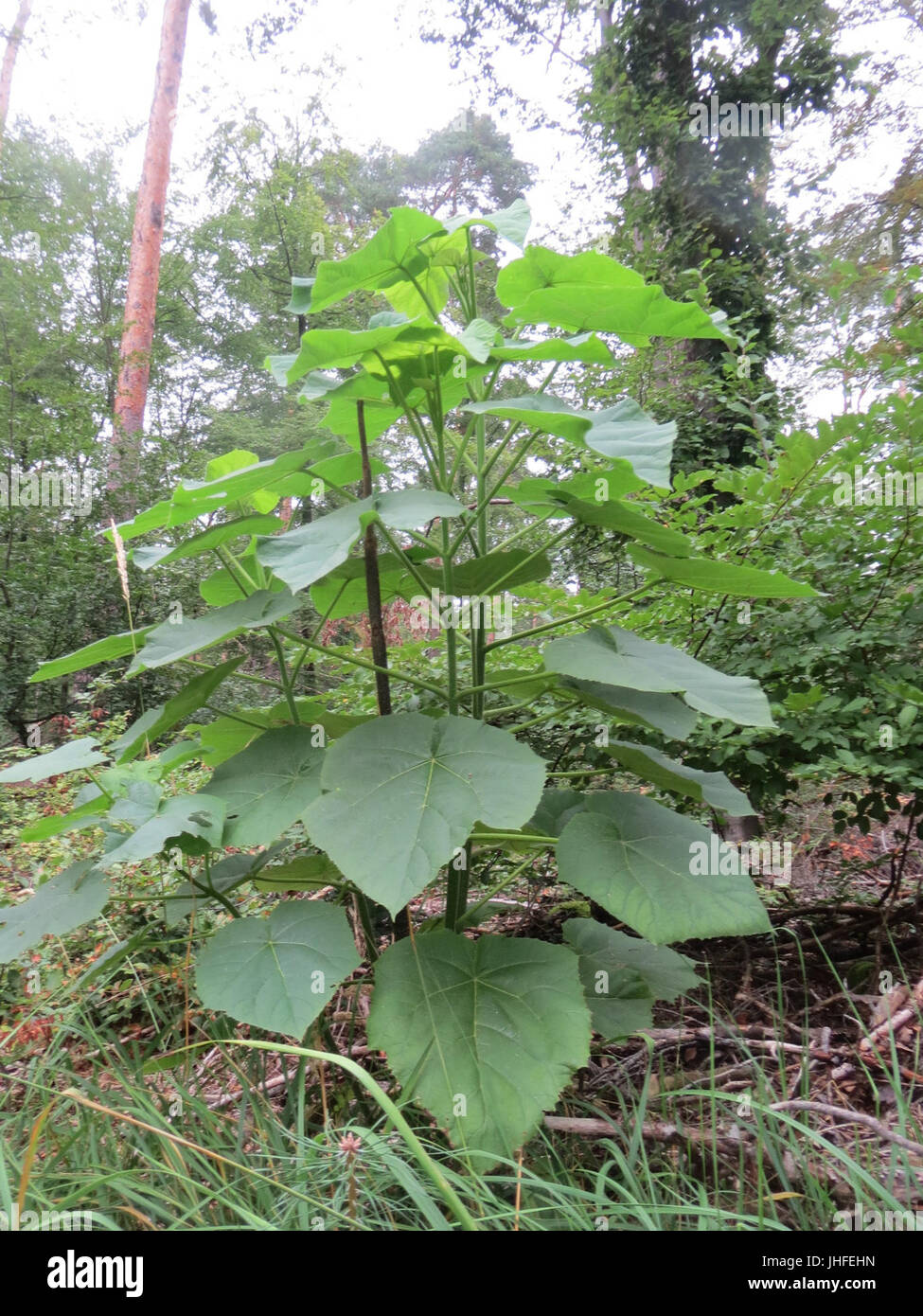 Chinese empress tree flowers hi-res stock photography and images - Alamy