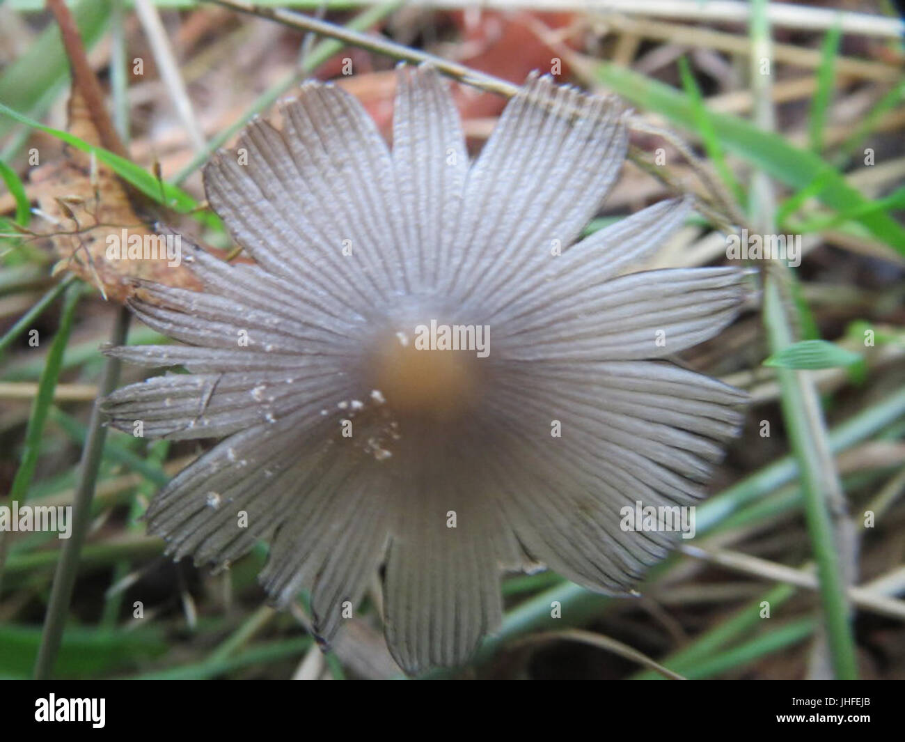 Coprinellus genus hi-res stock photography and images - Alamy