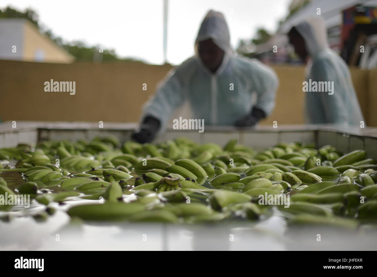 2015 29 Banana processing-1 (20327785554 Stock Photo - Alamy