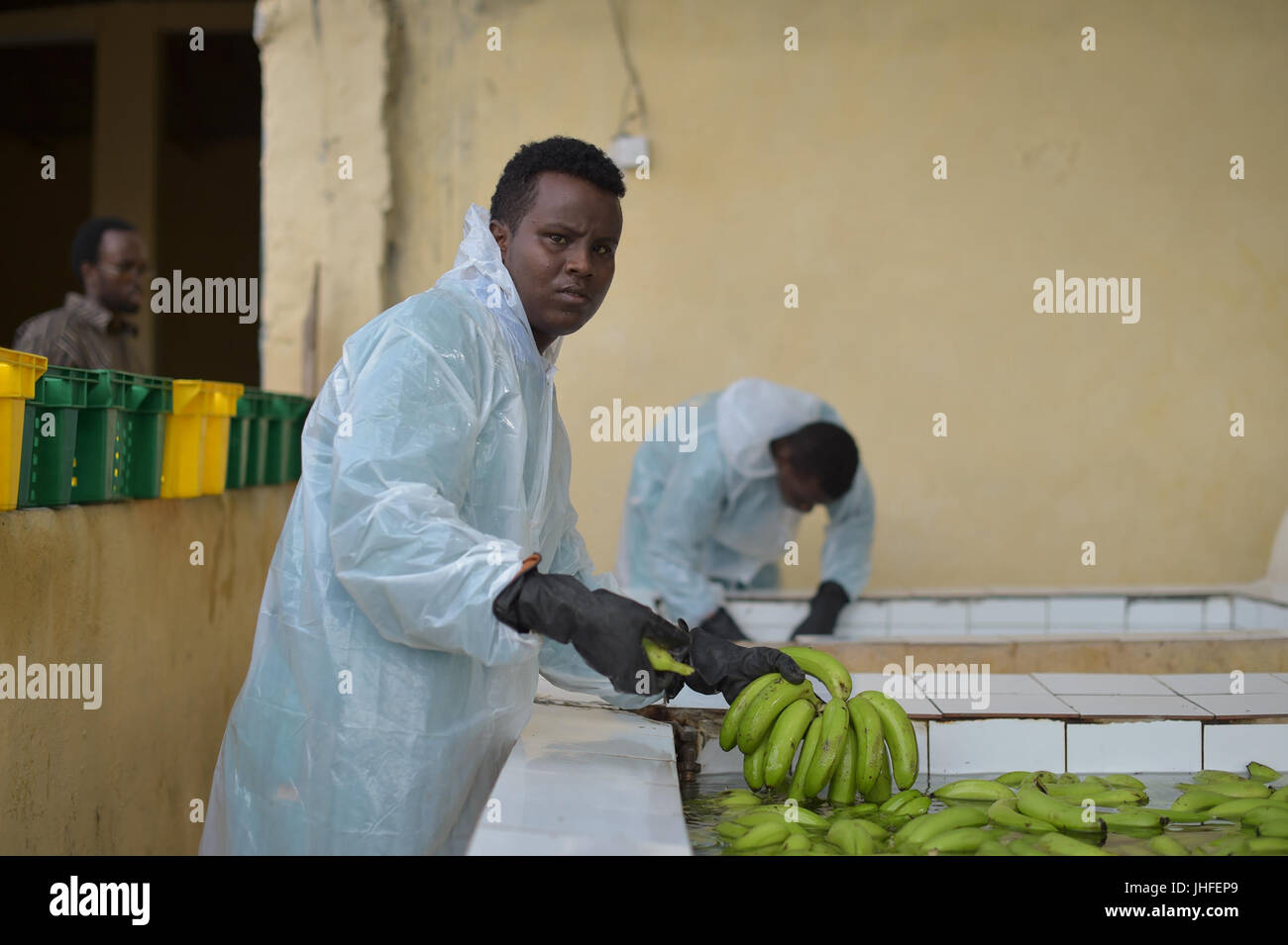 Fruit processing hi-res stock photography and images - Alamy