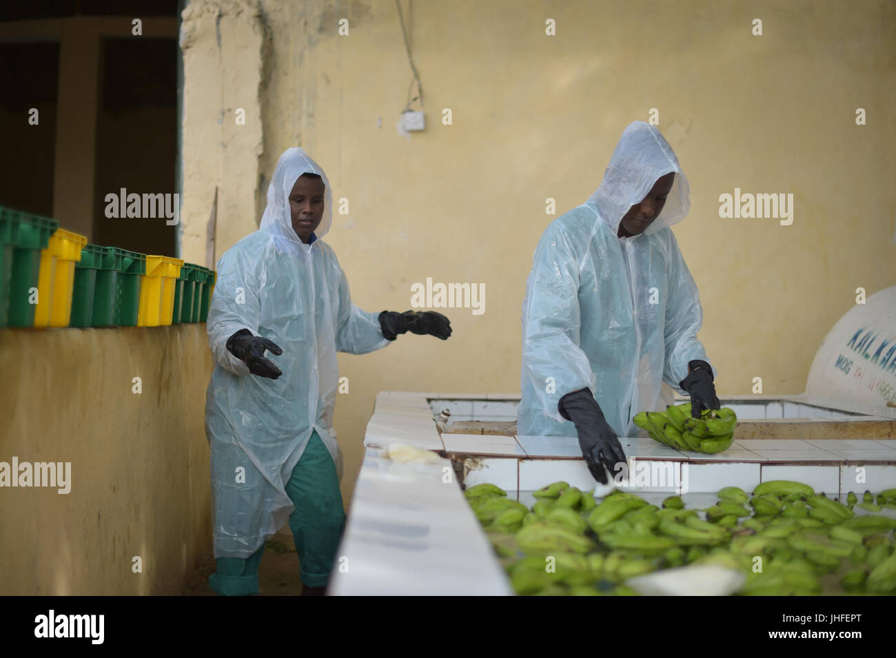 Banana processing plant hi-res stock photography and images - Alamy