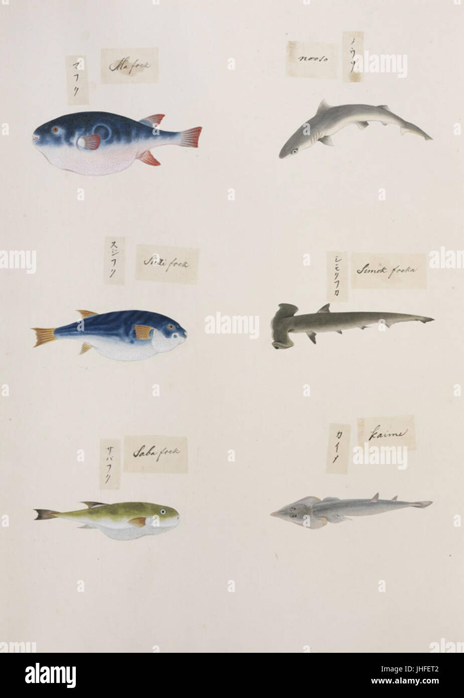 Naturalis Biodiversity Center - RMNH.ART.320-Rhinobatos schlegelii ...