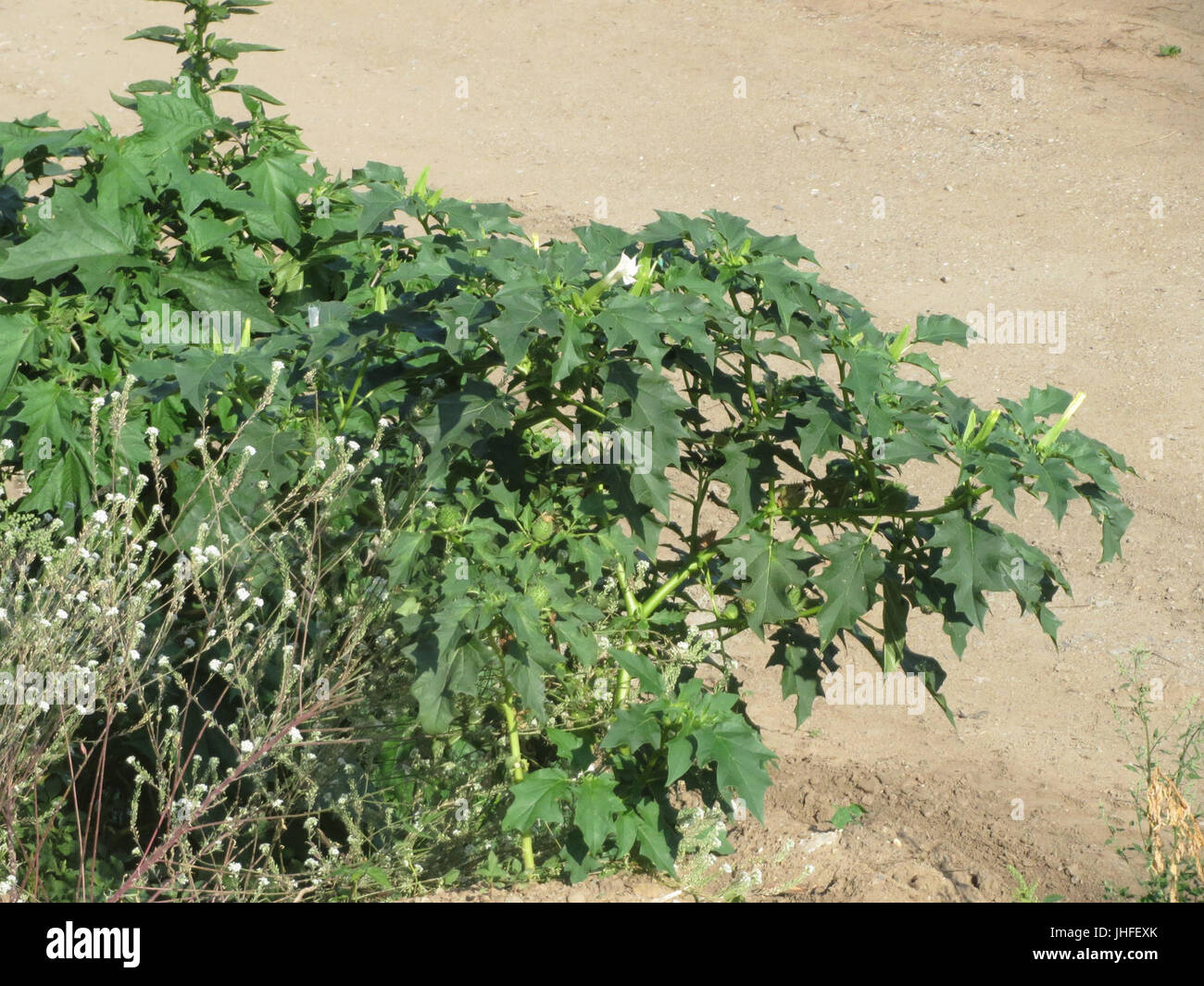 Stramonium species hi-res stock photography and images - Alamy