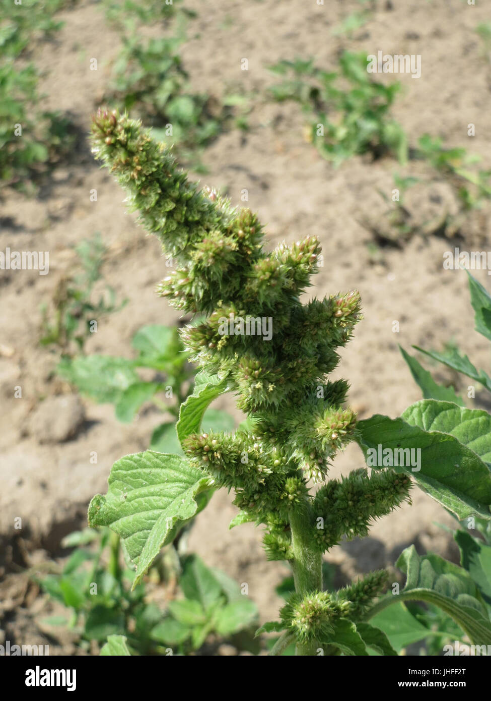 Retroflexus hi-res stock photography and images - Alamy