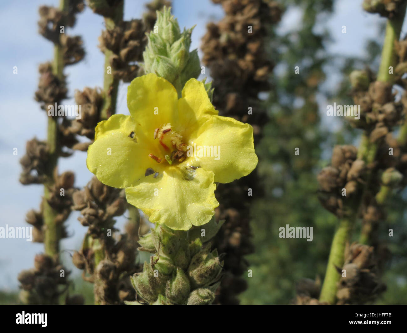 Thapsus plants hi-res stock photography and images - Alamy