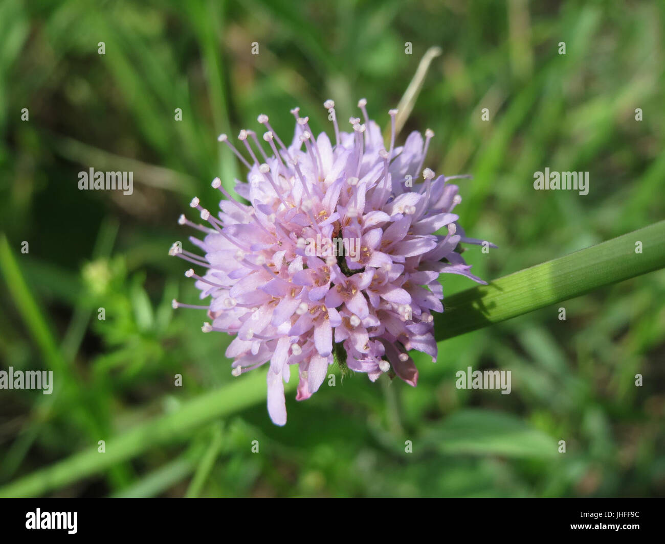 Dipsacaceae scabious hi-res stock photography and images - Alamy