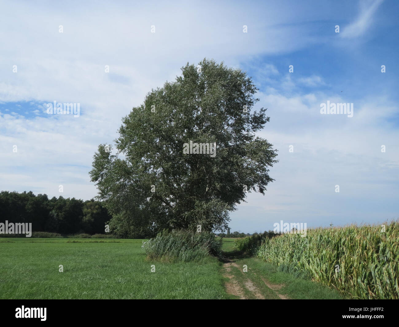 Populus alba leaves hi-res stock photography and images - Alamy