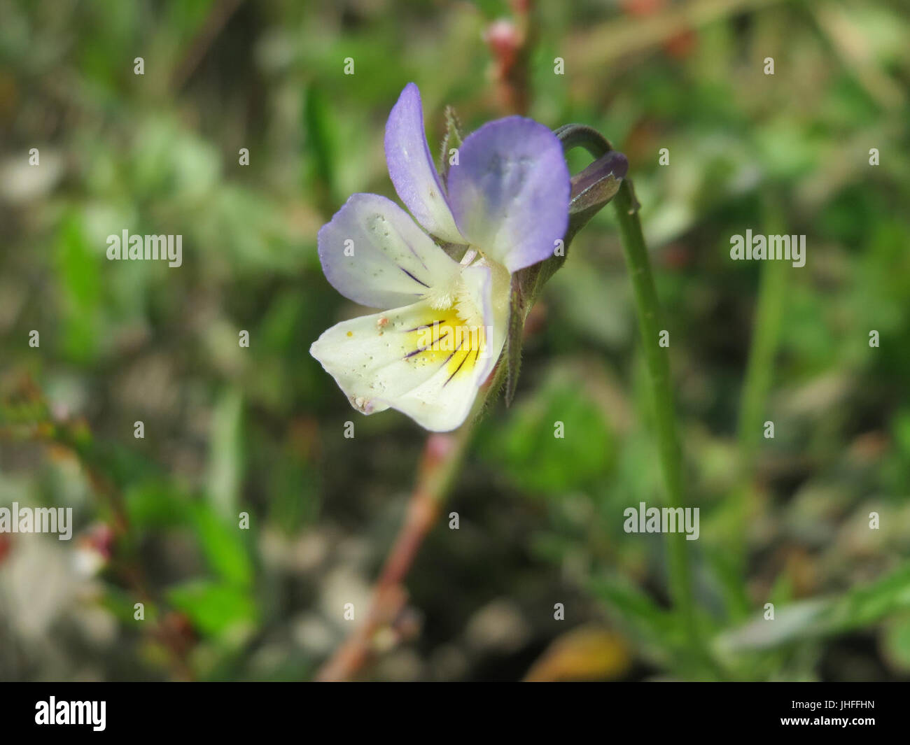 Pansy subspecies hi-res stock photography and images - Alamy