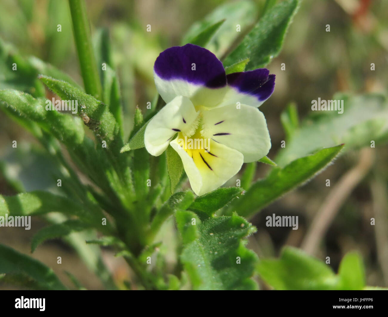 Wild viola arvensis field hi-res stock photography and images - Alamy