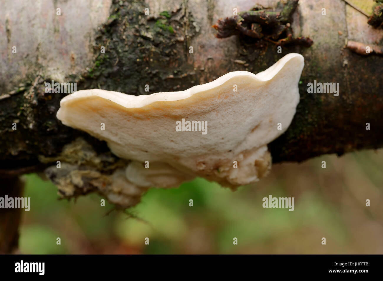 Oligoporus tephroleucus hi-res stock photography and images - Alamy