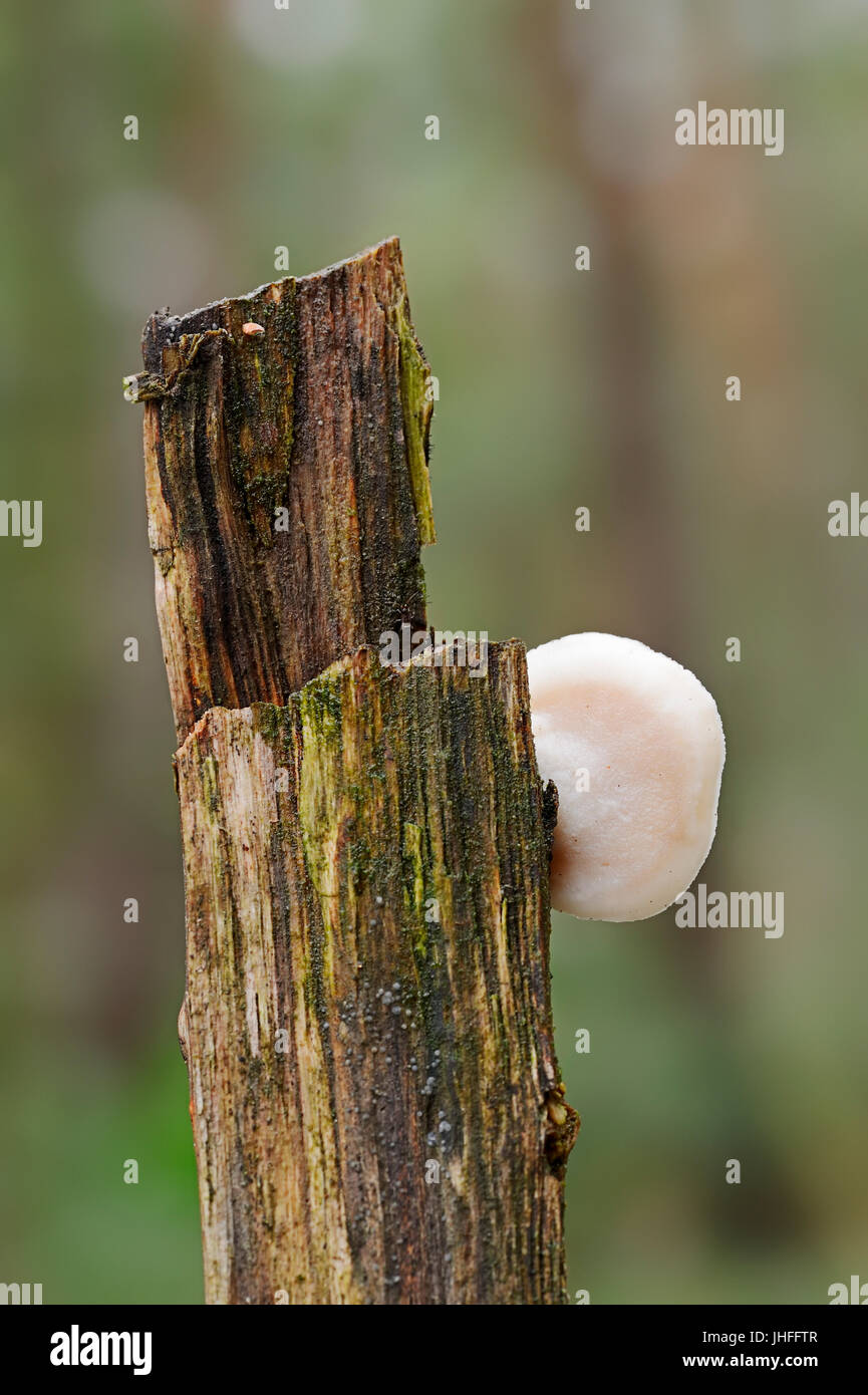 Tephroleucus hi-res stock photography and images - Alamy