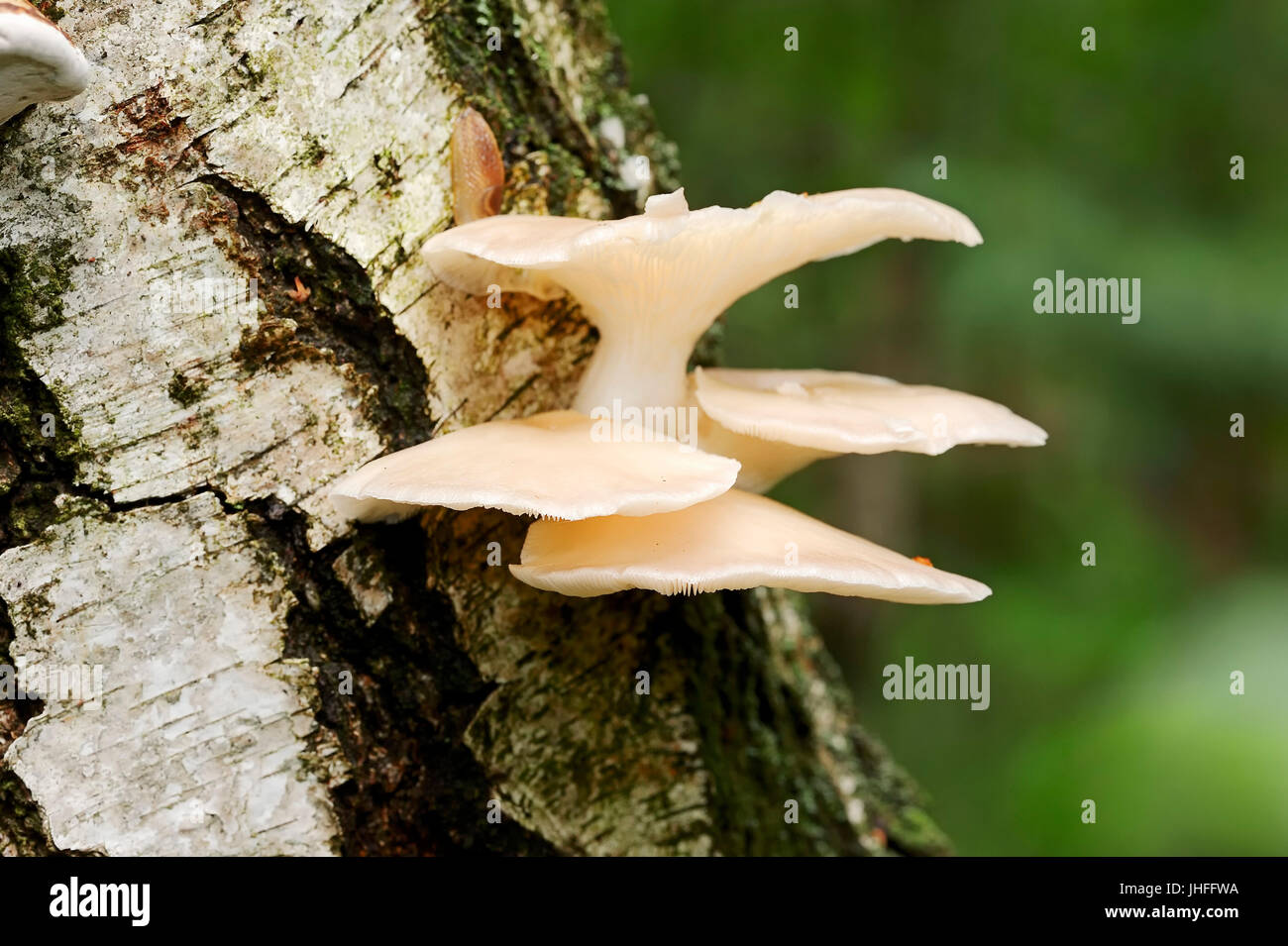 Pale Oyster, North Rhine-Westphalia, Germany / (Pleurotus pulmonarius ...