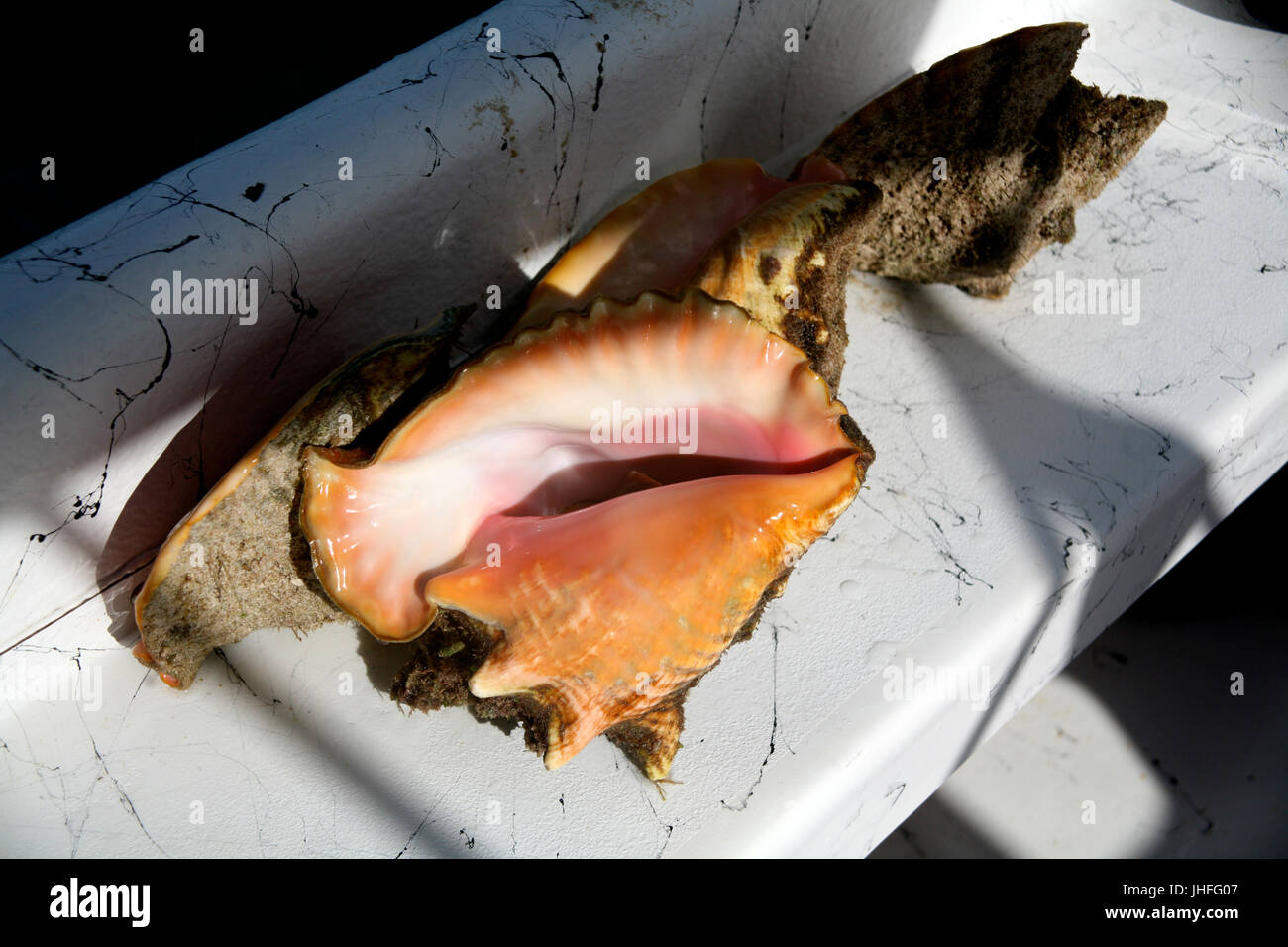 Conch diving hi-res stock photography and images - Alamy