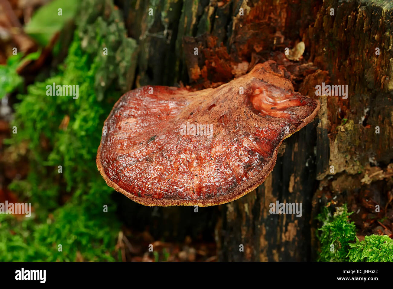 Beefsteak Fungus, Rhine-Westphalia, Germany / (Fistulina hepatica ...